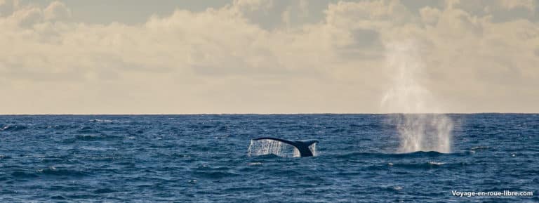 Tout savoir sur les Baleines - Les Petits Aventuriers